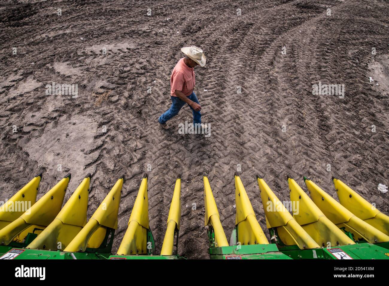 Hand picking cotton hi-res stock photography and images - Alamy