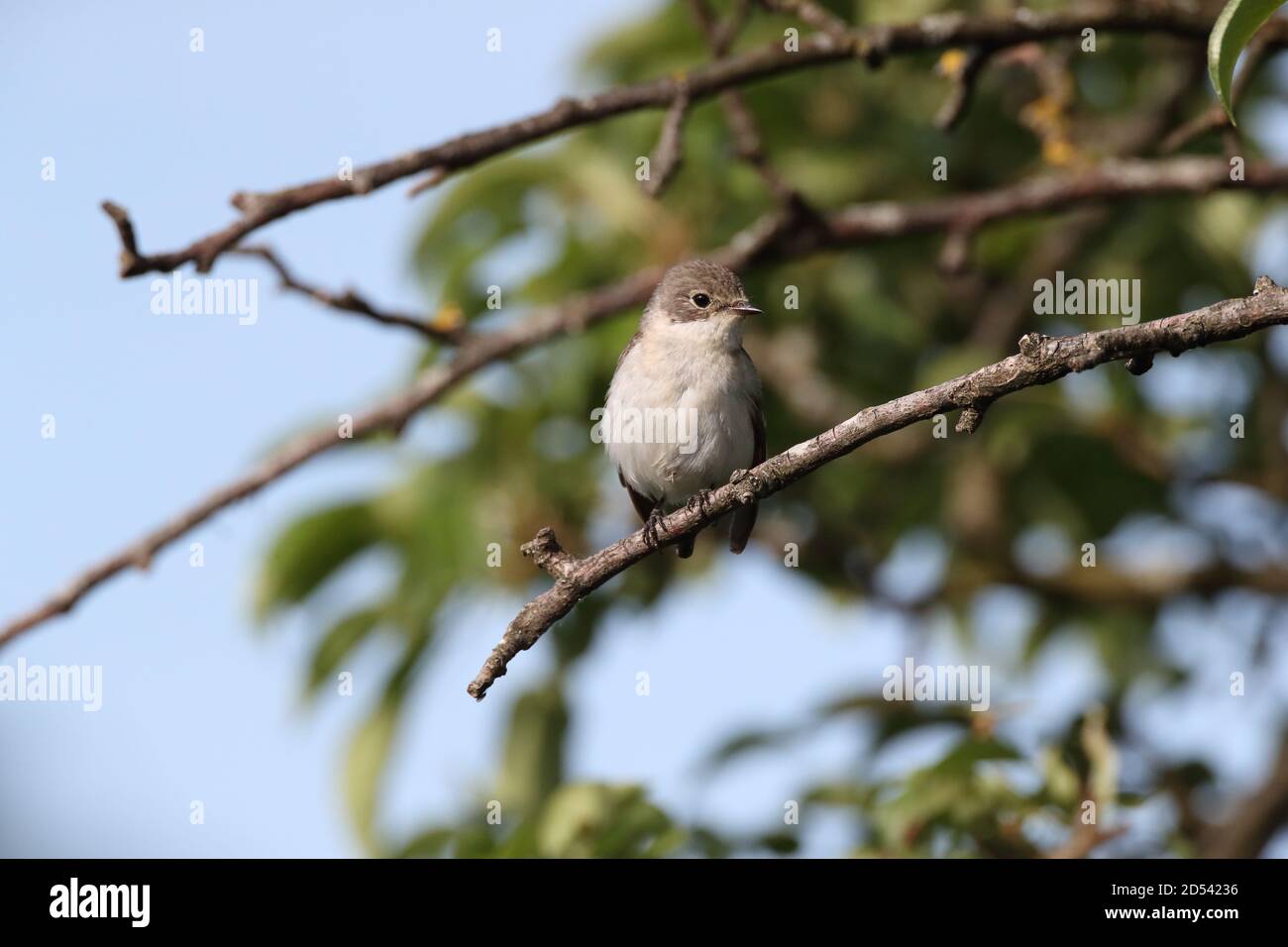 collared flycatcher (Ficedula albicollis) female, Germany Stock Photo ...