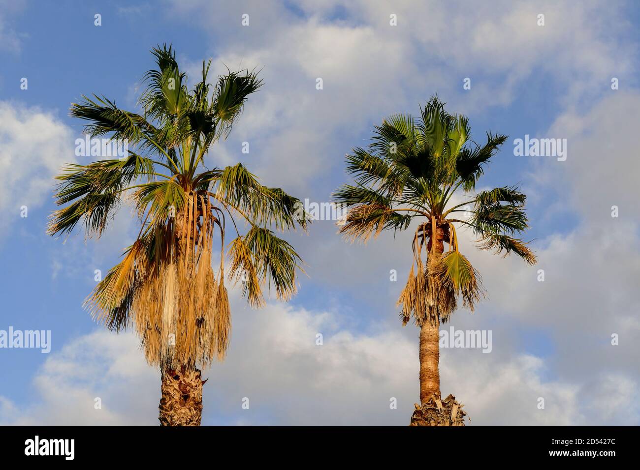 Green Palm Canarian Tree Stock Photo - Alamy