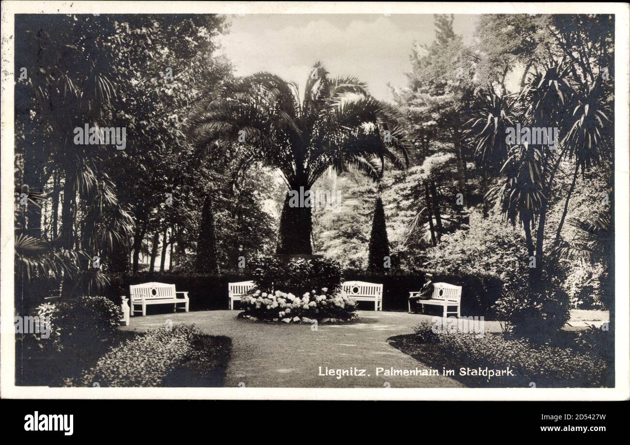 Legnica Liegnitz Schlesien, Palmenhain im Stadtpark | usage worldwide ...