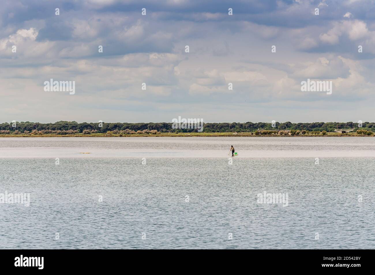 clam fishermen in the brackish lagoon Stock Photo - Alamy