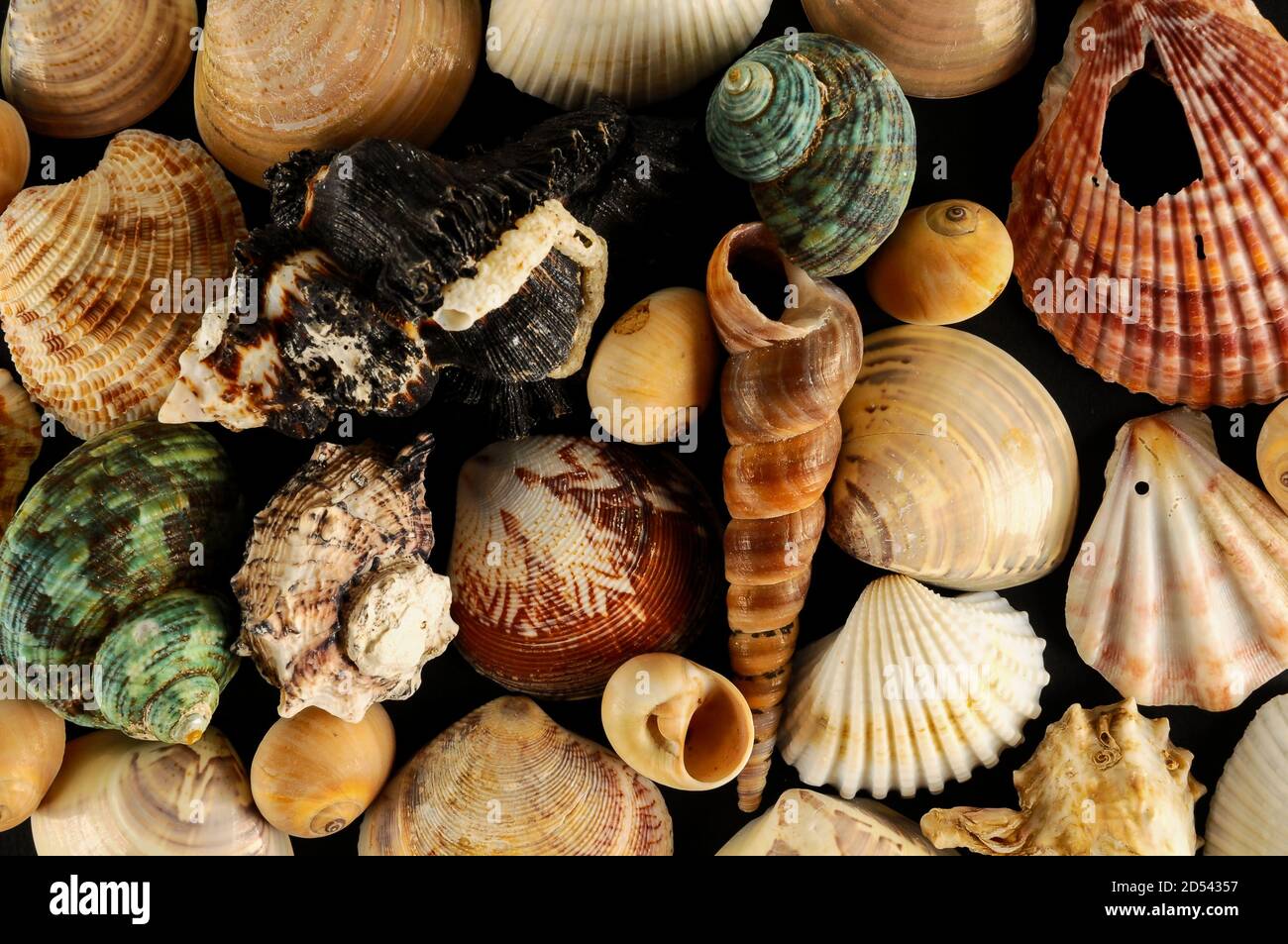 Seashell background texture Stock Photo - Alamy
