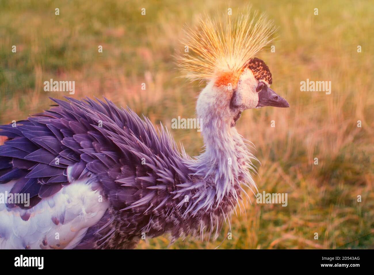 Crowned crane close-up. Macro photo of a bird with a crown of feathers ...