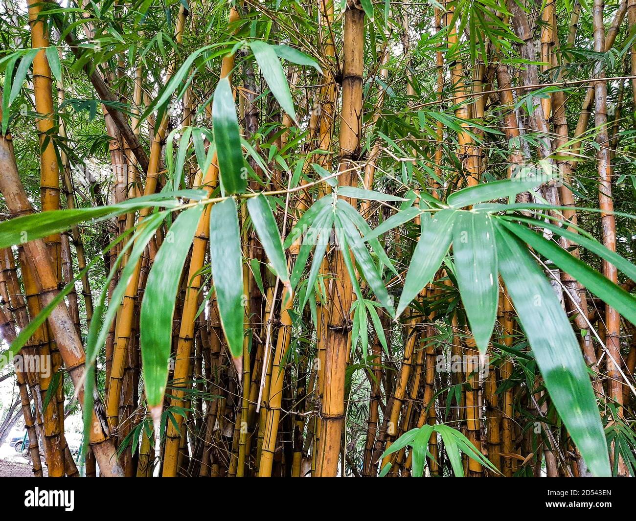 Long Thin Stems High Resolution Stock Photography and Images - Alamy