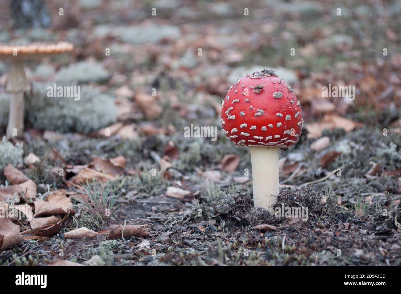 Spotted mushroom cap hi-res stock photography and images - Alamy
