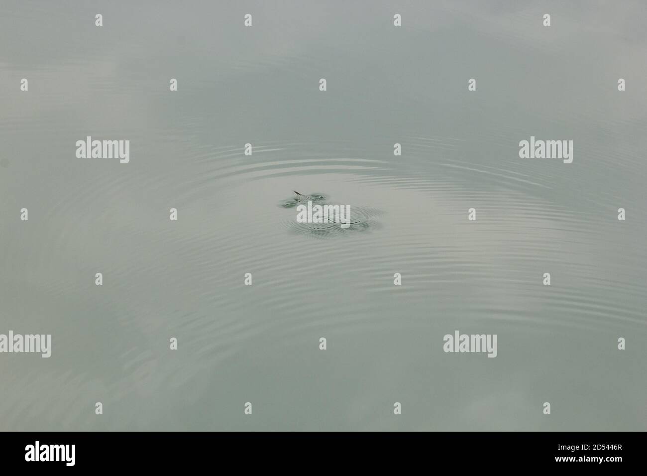 Garry's Halobates insect on the water in the forest Stock Photo - Alamy