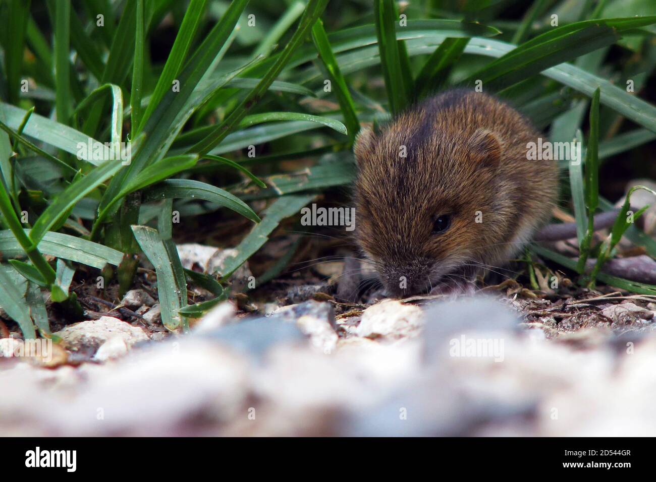 Rodent controls hi-res stock photography and images - Alamy