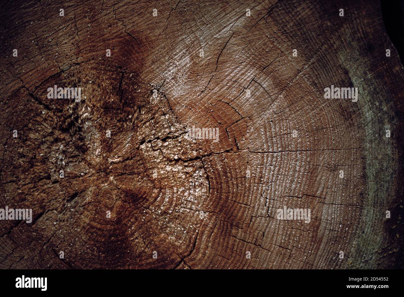 Tree log detail shot hi-res stock photography and images - Alamy