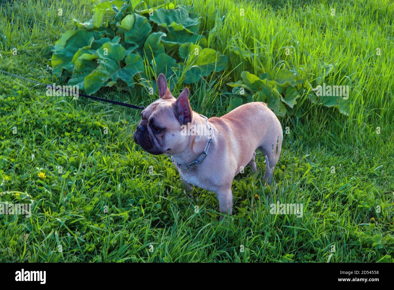 Dog breed French Bulldog of light color walks in the forest on a green ...