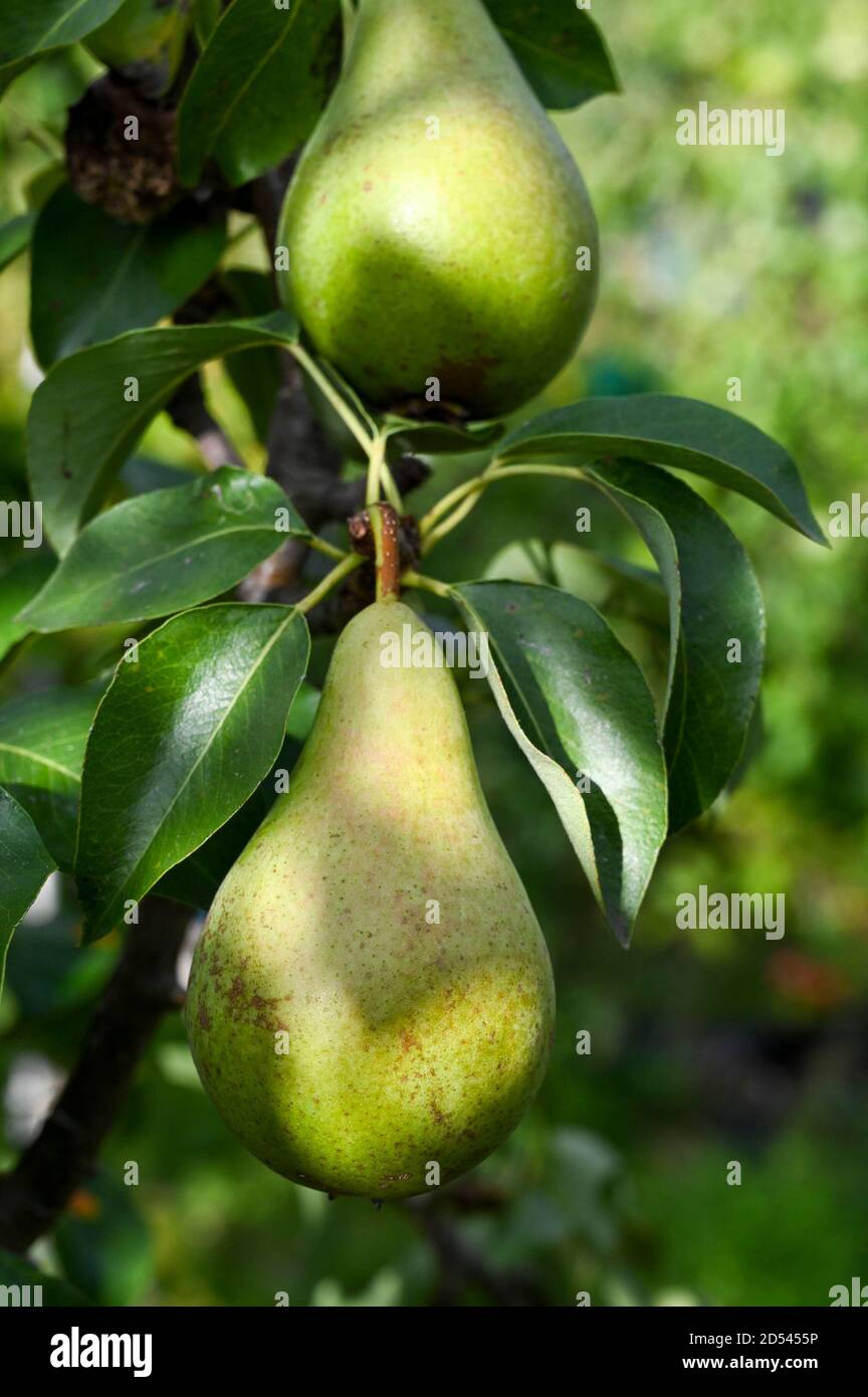 Concorde pears ( cross between Conference and Doyenne du Comice ...