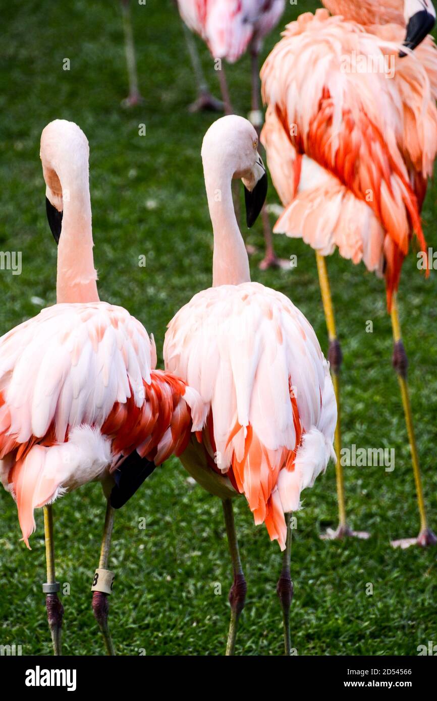 Pink Animal Bird Wild Flamingo Stock Photo - Alamy