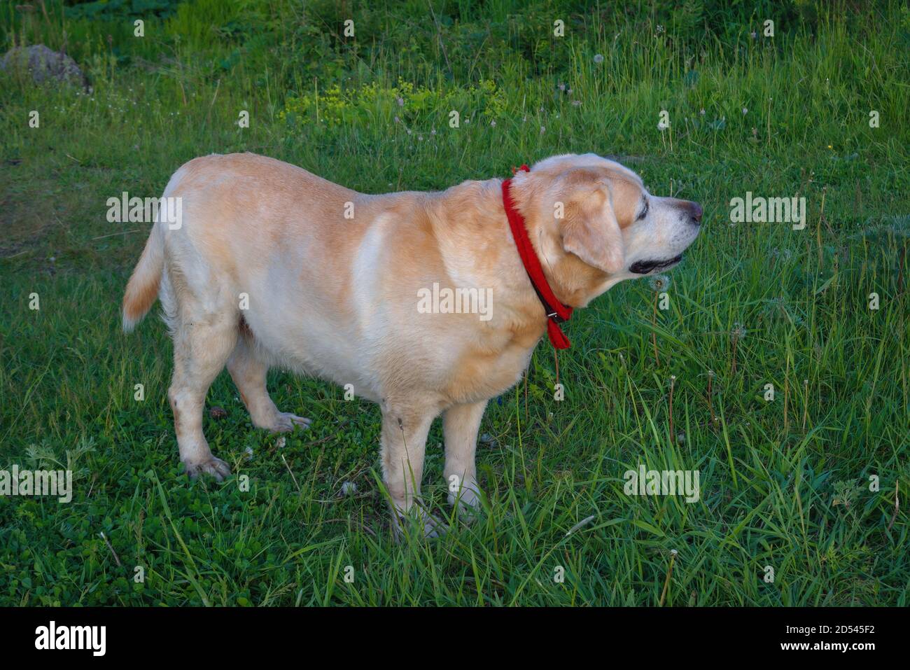 Golden Labrador Retriever walks in the woods on a green lawn Stock ...