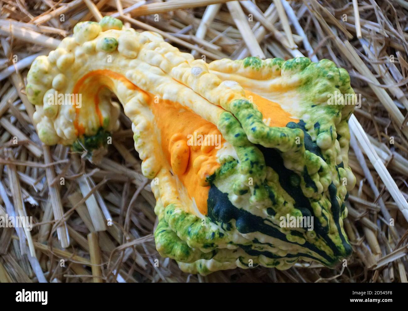 White, orange and green mini gourd on top the hay Stock Photo - Alamy