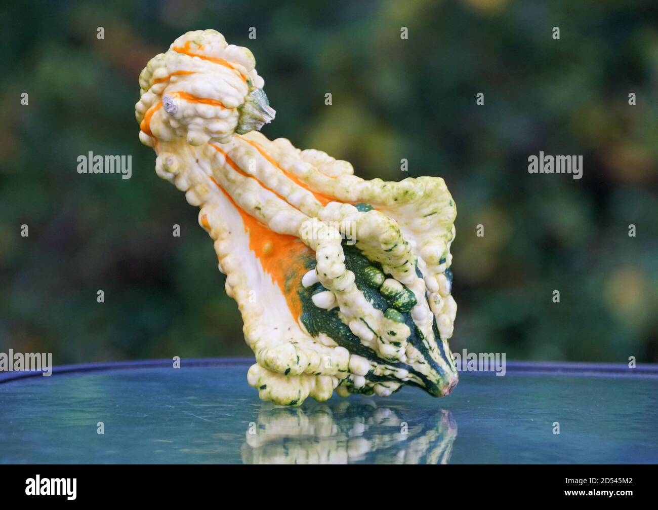 Mini gourd hi-res stock photography and images - Alamy