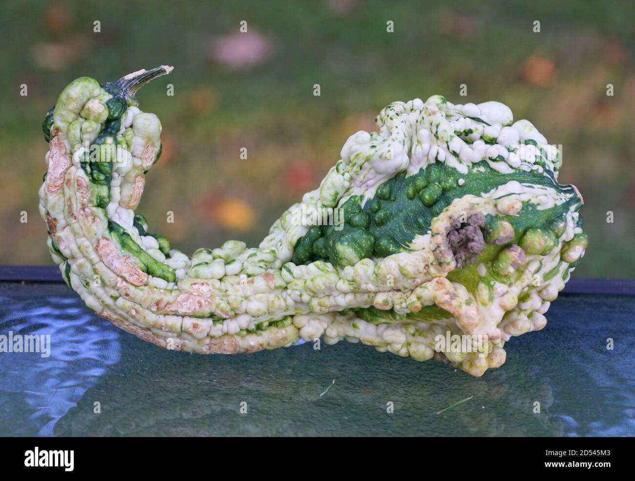 Unique shape of a white and green mini gourd Stock Photo - Alamy