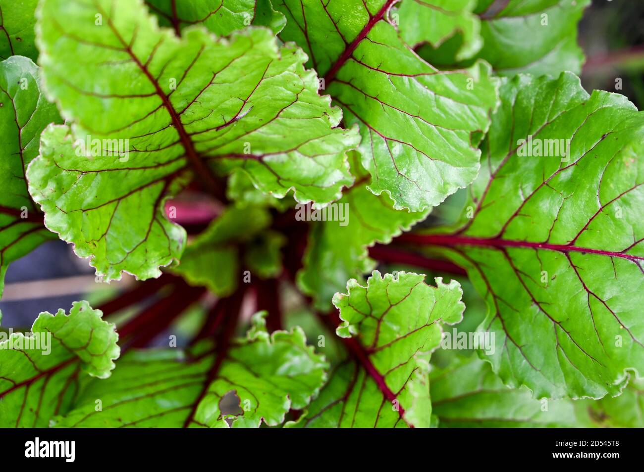 Attractive red and green foliage of home grown beetroot/ beta vulgaris ...