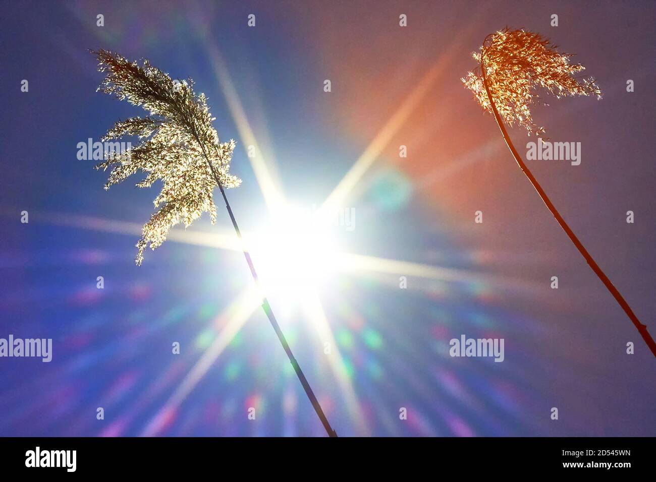 Long dry reeds blue hi-res stock photography and images - Alamy
