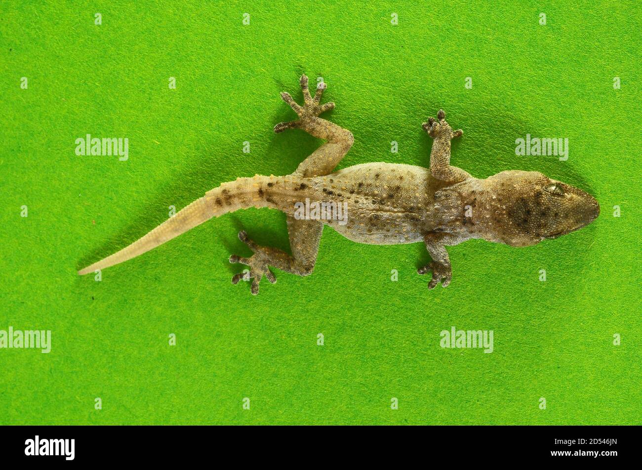 Gray Gecko Lizard Stock Photo - Alamy