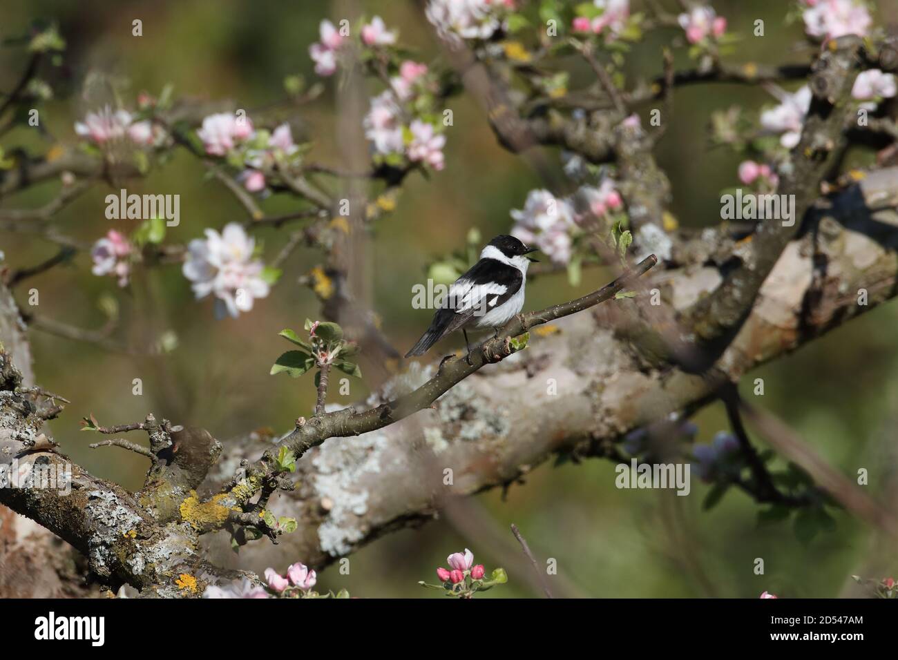 collared flycatcher (Ficedula albicollis) Germany Stock Photo - Alamy