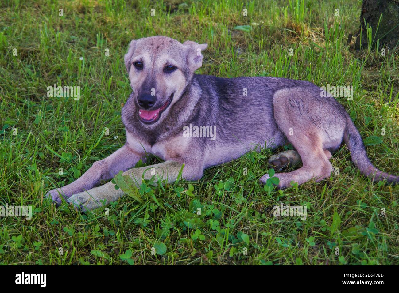 Mongrel close hi-res stock photography and images - Alamy