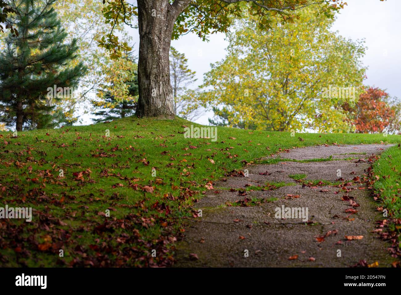 Trees with red yellow leaves hi-res stock photography and images - Alamy