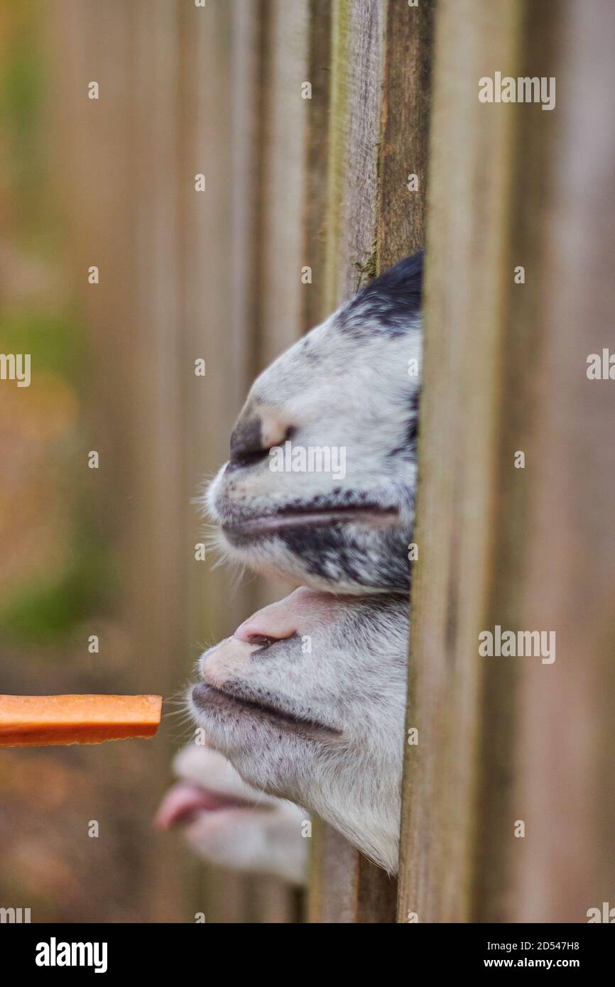 Hungry goats at the zoo in autumn Stock Photo - Alamy