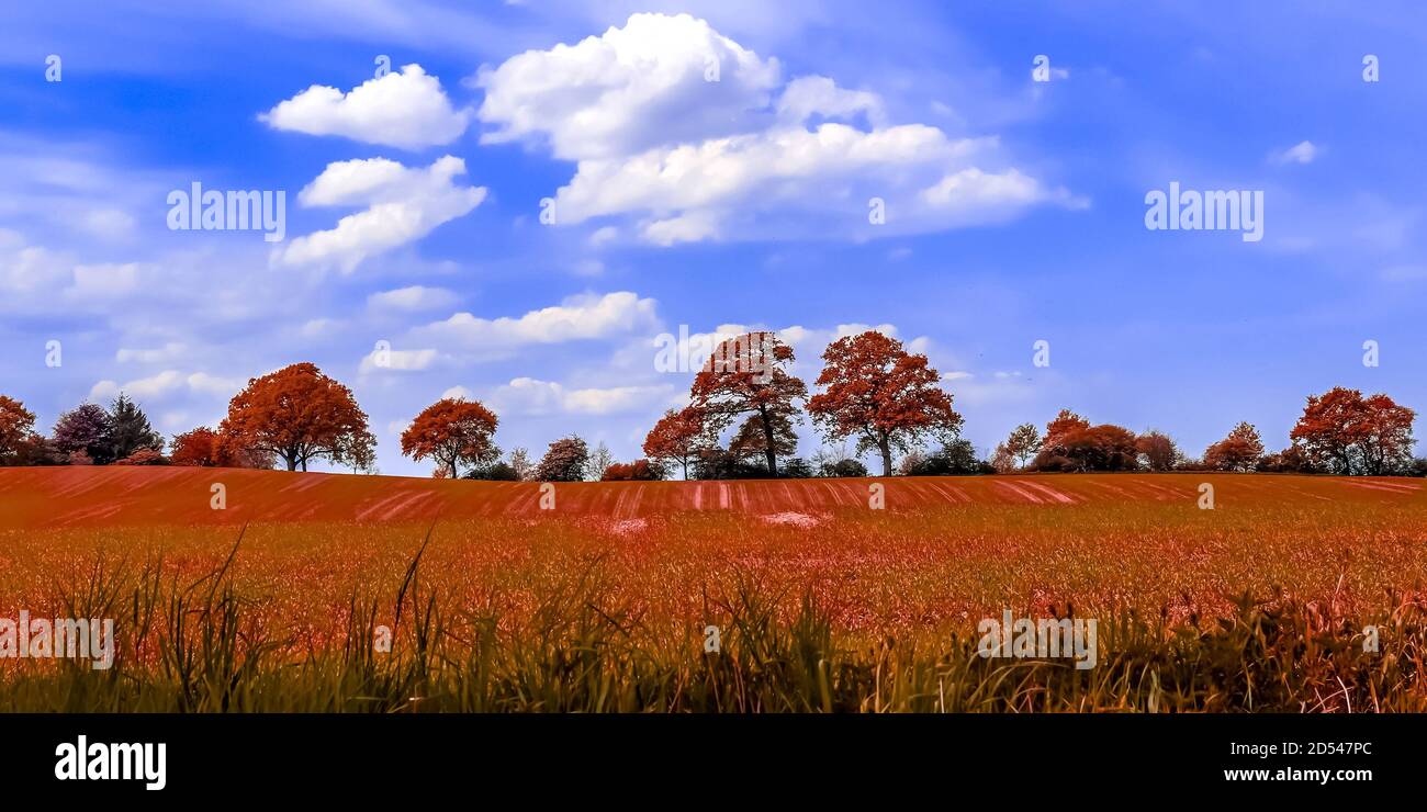 Beautiful Landscape View Of A Dry Grassland With Colorful Autumn Trees Under A Cloudy Sky Stock