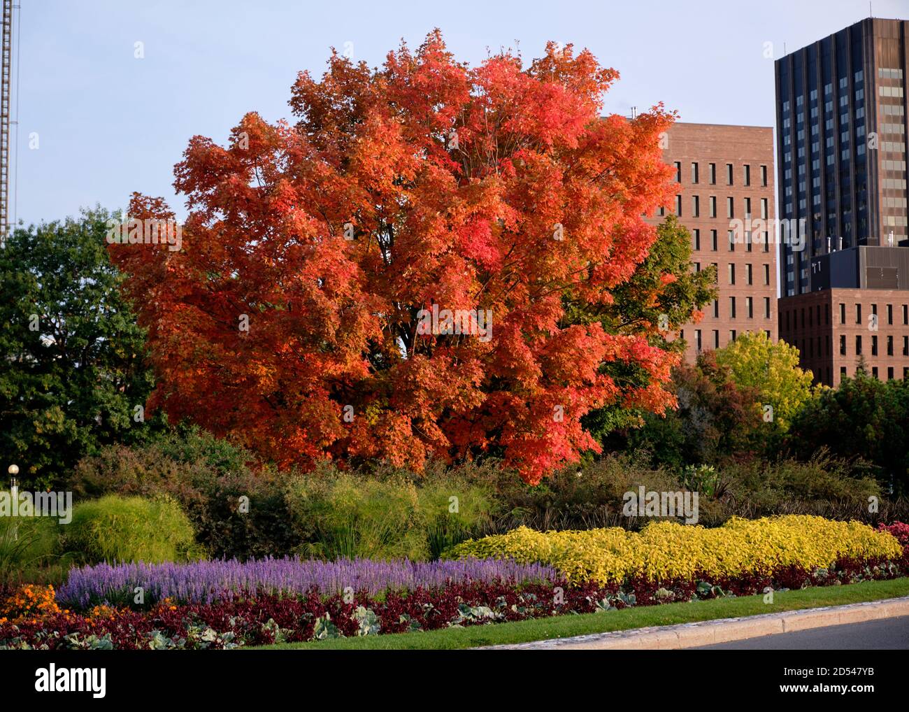 Tree in bright orange autumn foliage behind a colourful garden of ...
