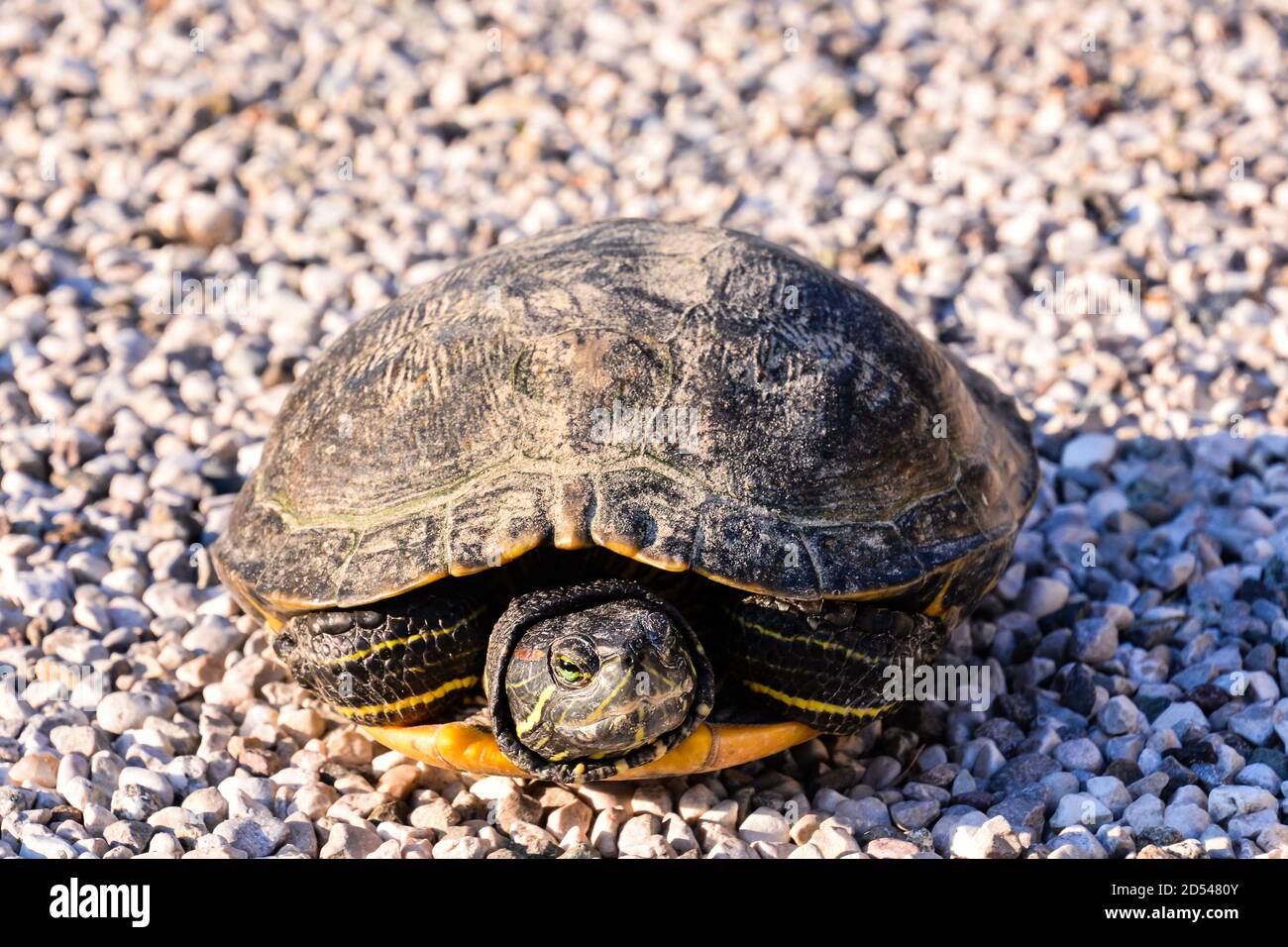 Trachemys Scripta Elegans Tortoise Stock Photo - Alamy