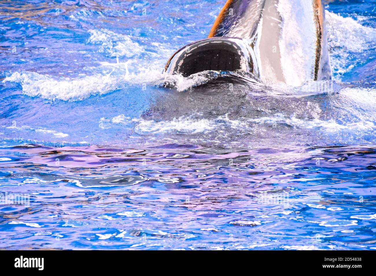 Mammal Orca Killer Whale Fish Stock Photo - Alamy