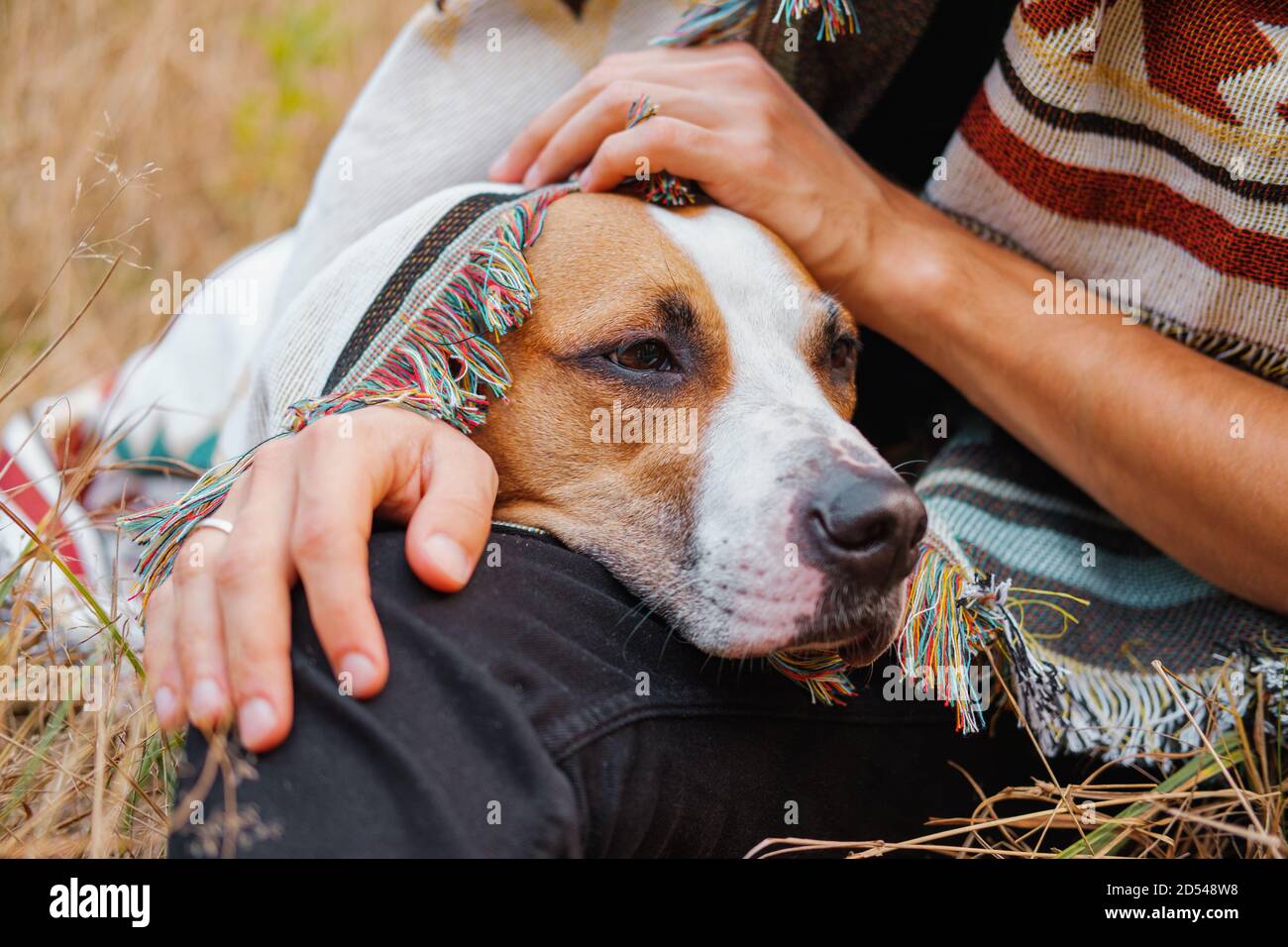 Human hand stroking the dog outdoors, autumn chilly scene Stock Photo ...