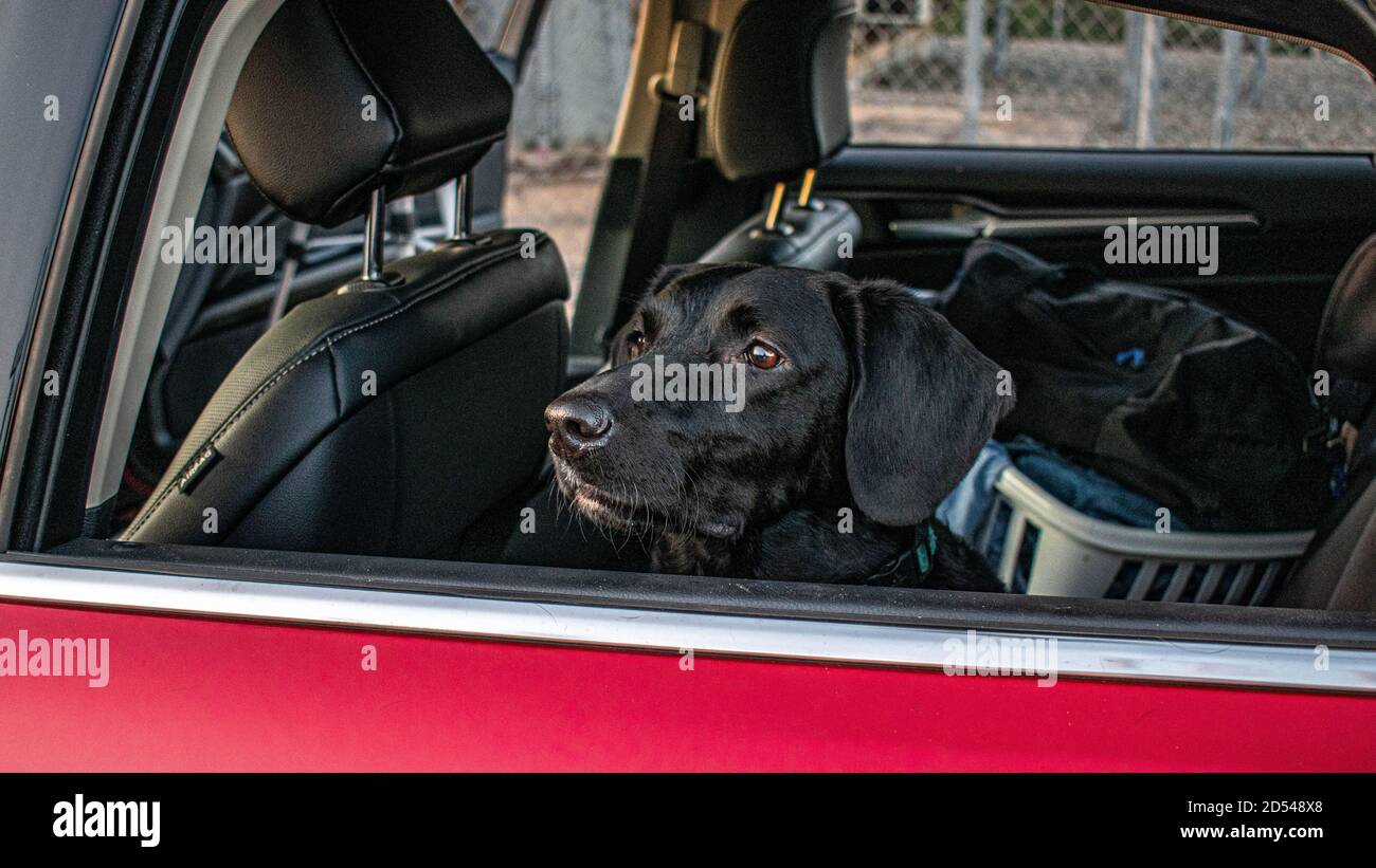 Black lab in car watching sunset Stock Photo - Alamy