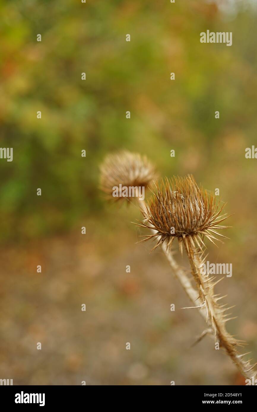 Dry sharp brown plant growing in autumn forest Stock Photo - Alamy