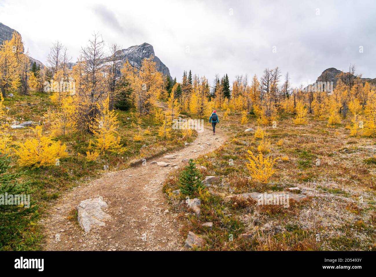 Hiking Paradise Valley in Banff Alberta Above Lake Louise Stock Photo ...
