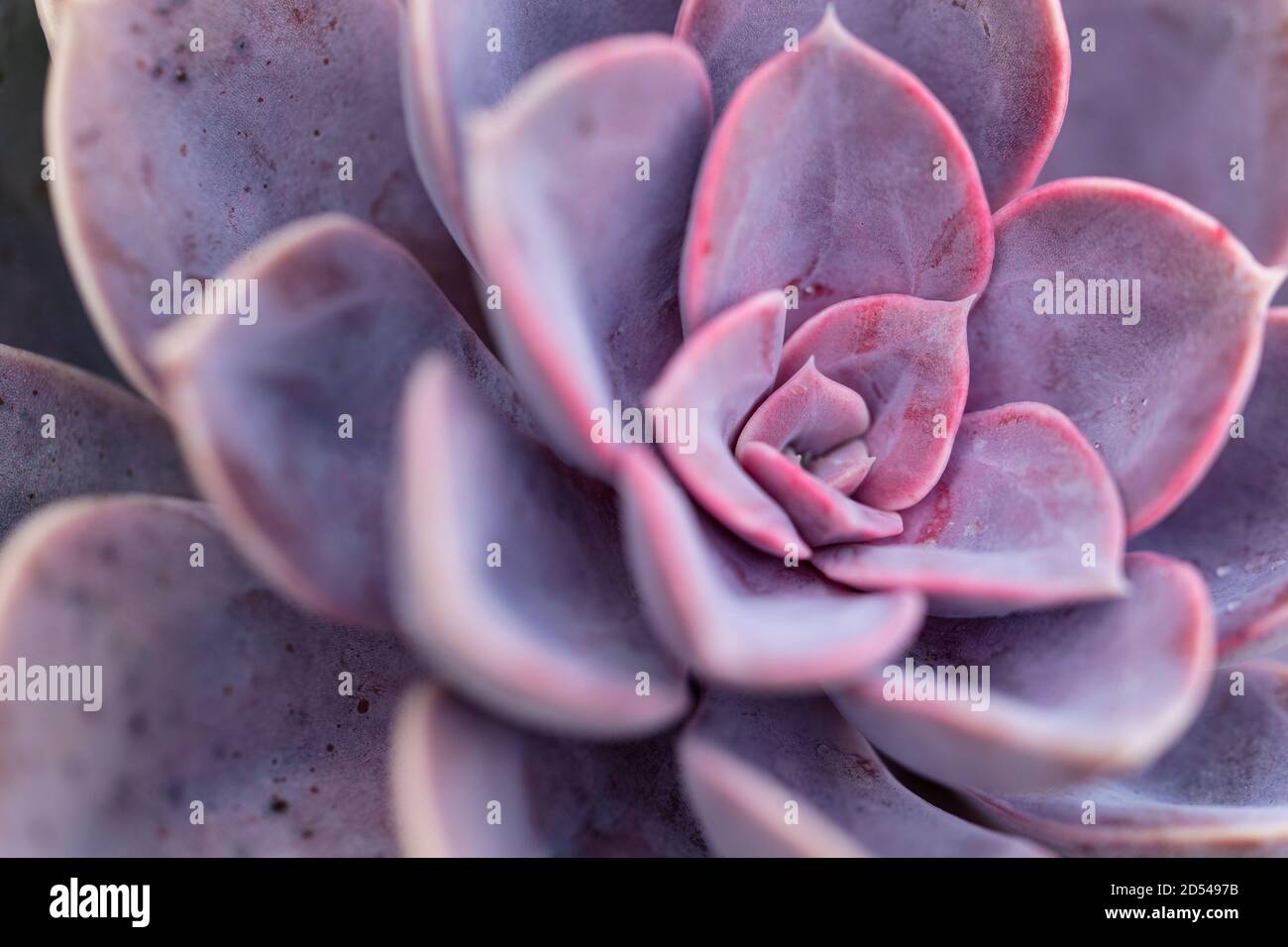 White rose with pink tips hi-res stock photography and images - Alamy