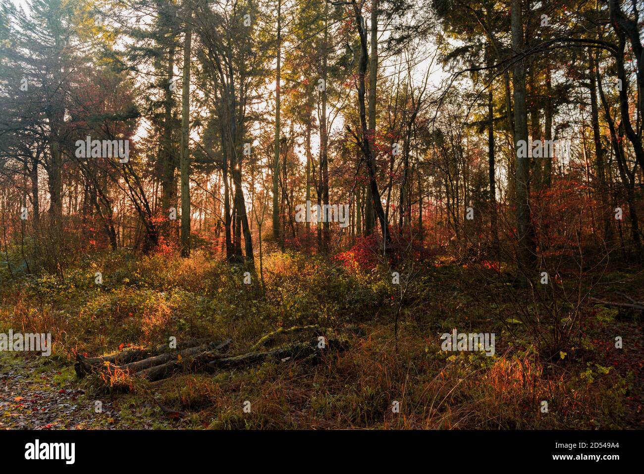 Autumnal Forest, Low Point of View, Rainbow of Colours Stock Photo - Alamy