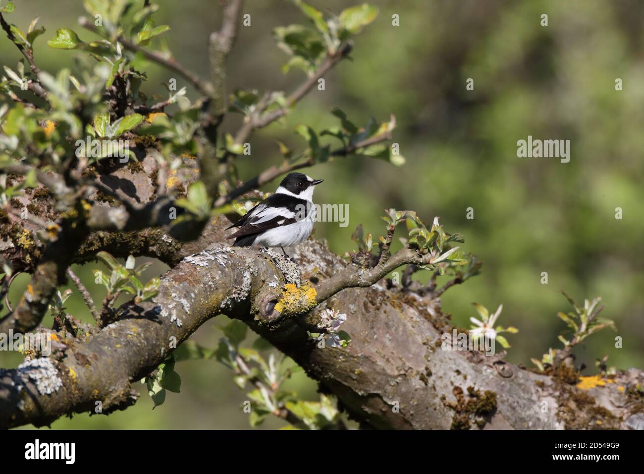 collared flycatcher (Ficedula albicollis) Germany Stock Photo - Alamy