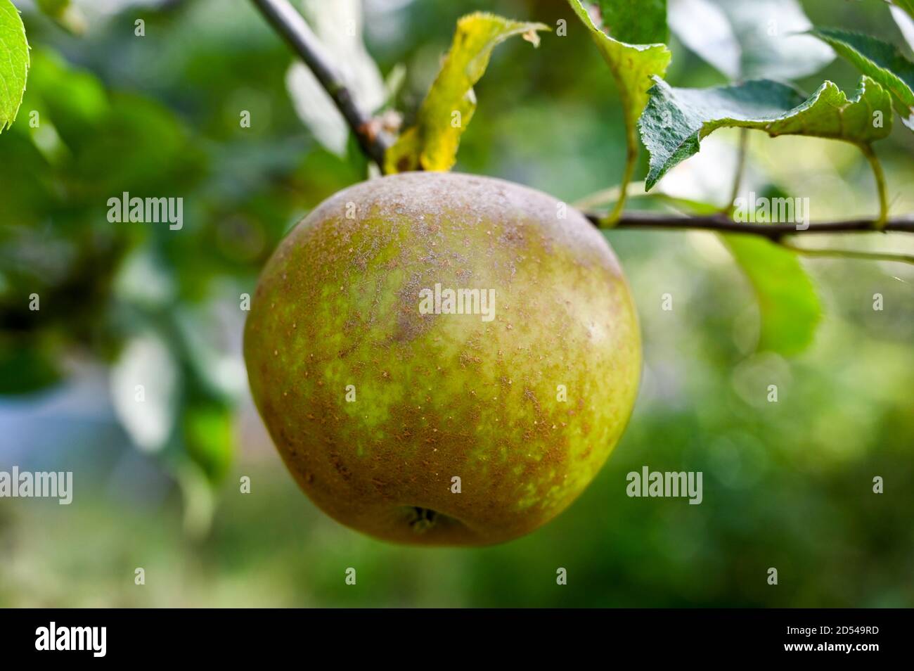 Malus domestica egremont russet hi-res stock photography and images - Alamy