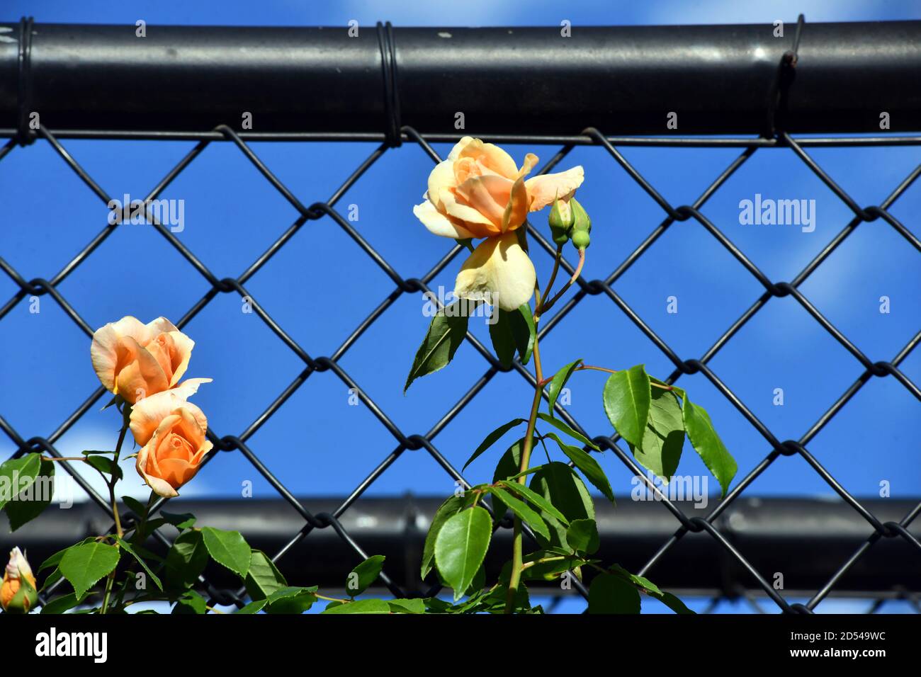 A beautiful rose climbs a trellis Stock Photo - Alamy