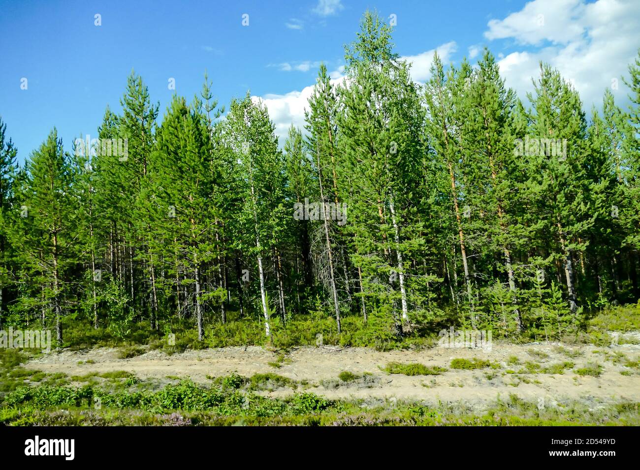 trees in the forest, in Sweden Scandinavia North Europe Stock Photo - Alamy