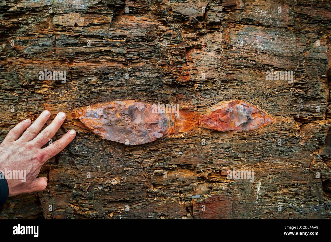 Hard shale beds with ironstone nodules in an abandoned quarry in South ...