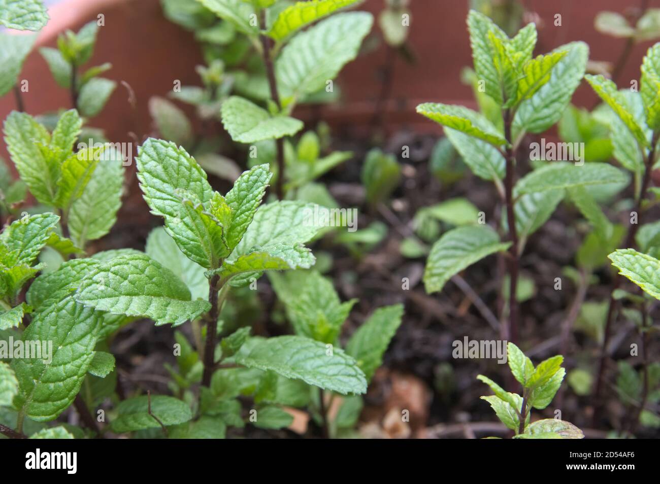 Closeup of some of the stems of a peppermint (Mentha spicata) plant ...