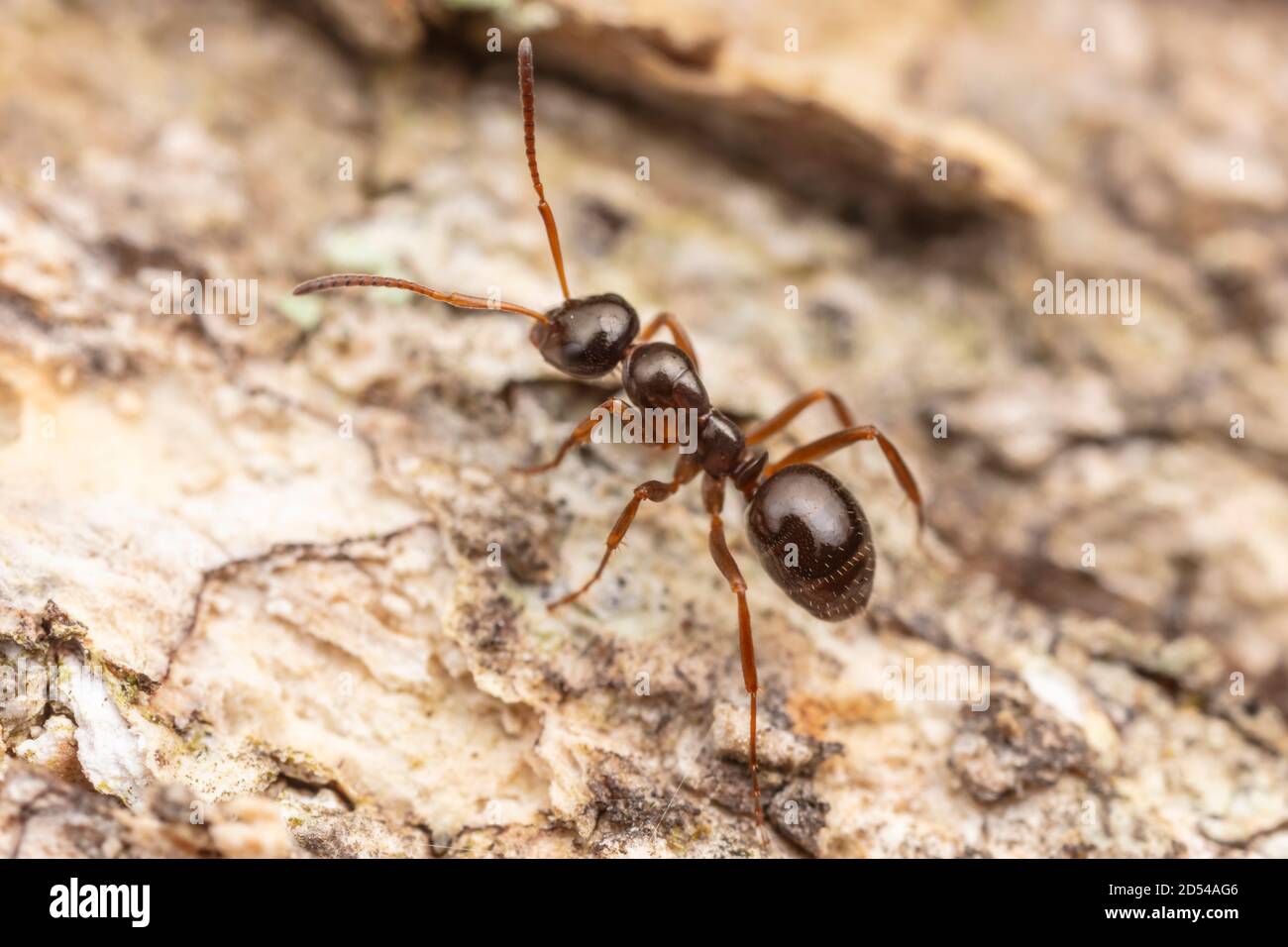 Formicine Ant (Formica neogagates Stock Photo - Alamy