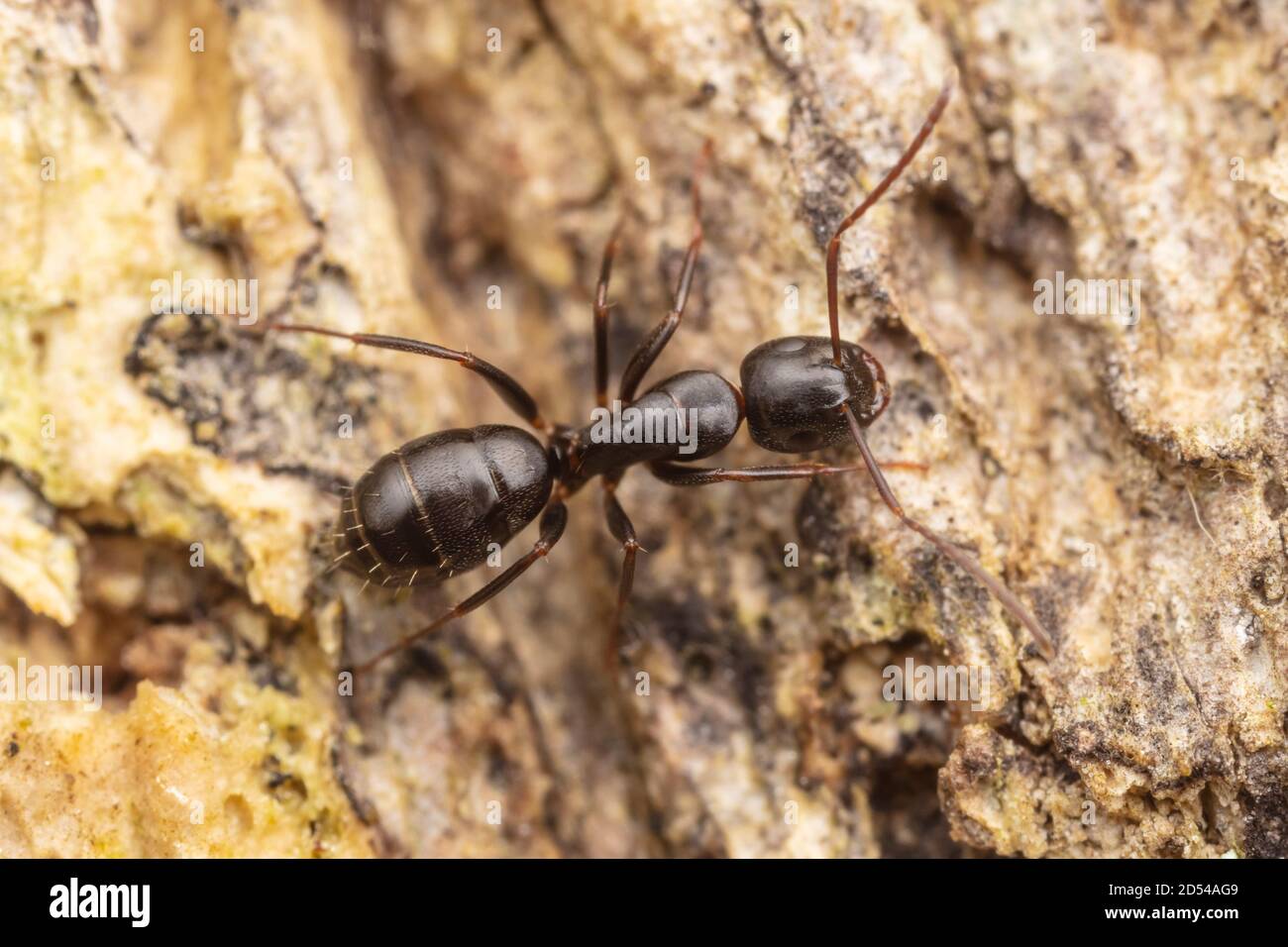 American carpenter ant hi-res stock photography and images - Alamy