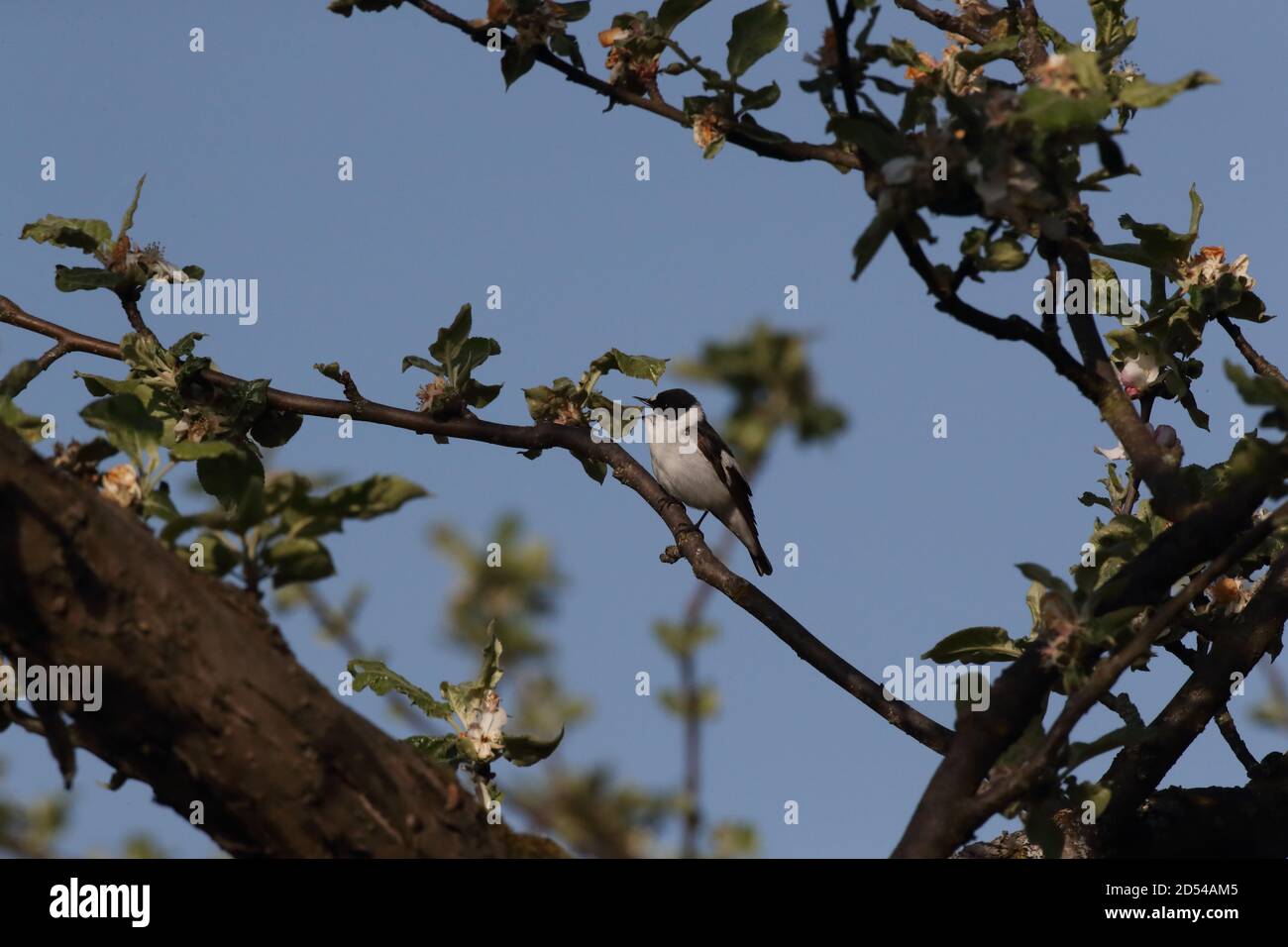 collared flycatcher (Ficedula albicollis) Germany Stock Photo - Alamy