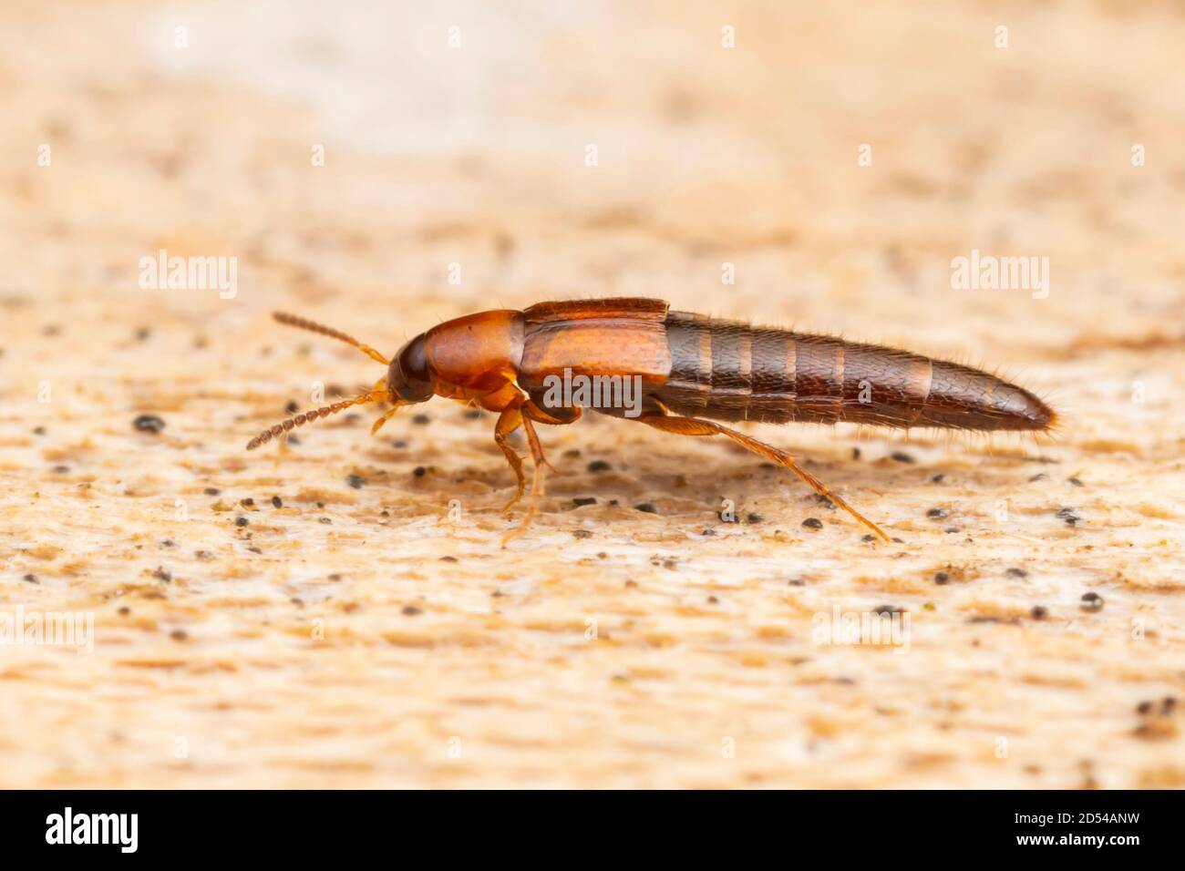 Crab-like Rove Beetle (Tachyporus sp Stock Photo - Alamy
