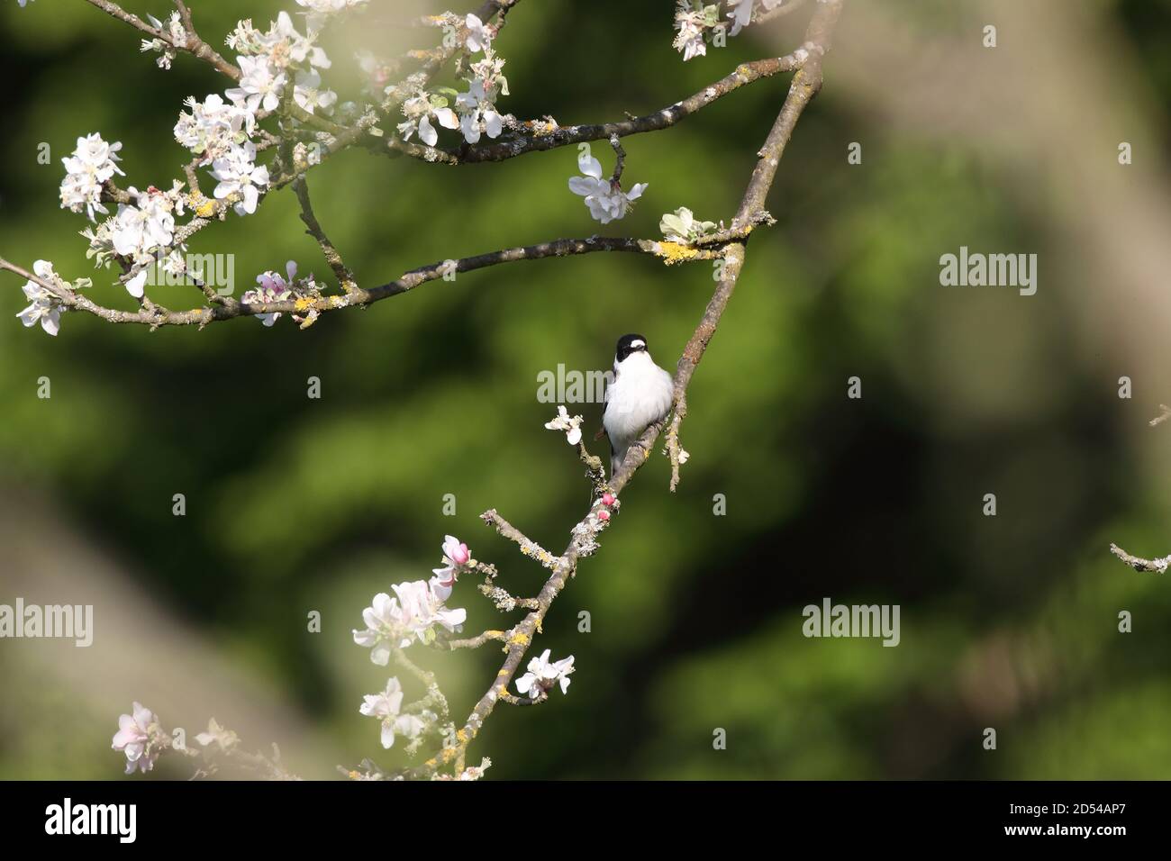 collared flycatcher (Ficedula albicollis) Germany Stock Photo - Alamy