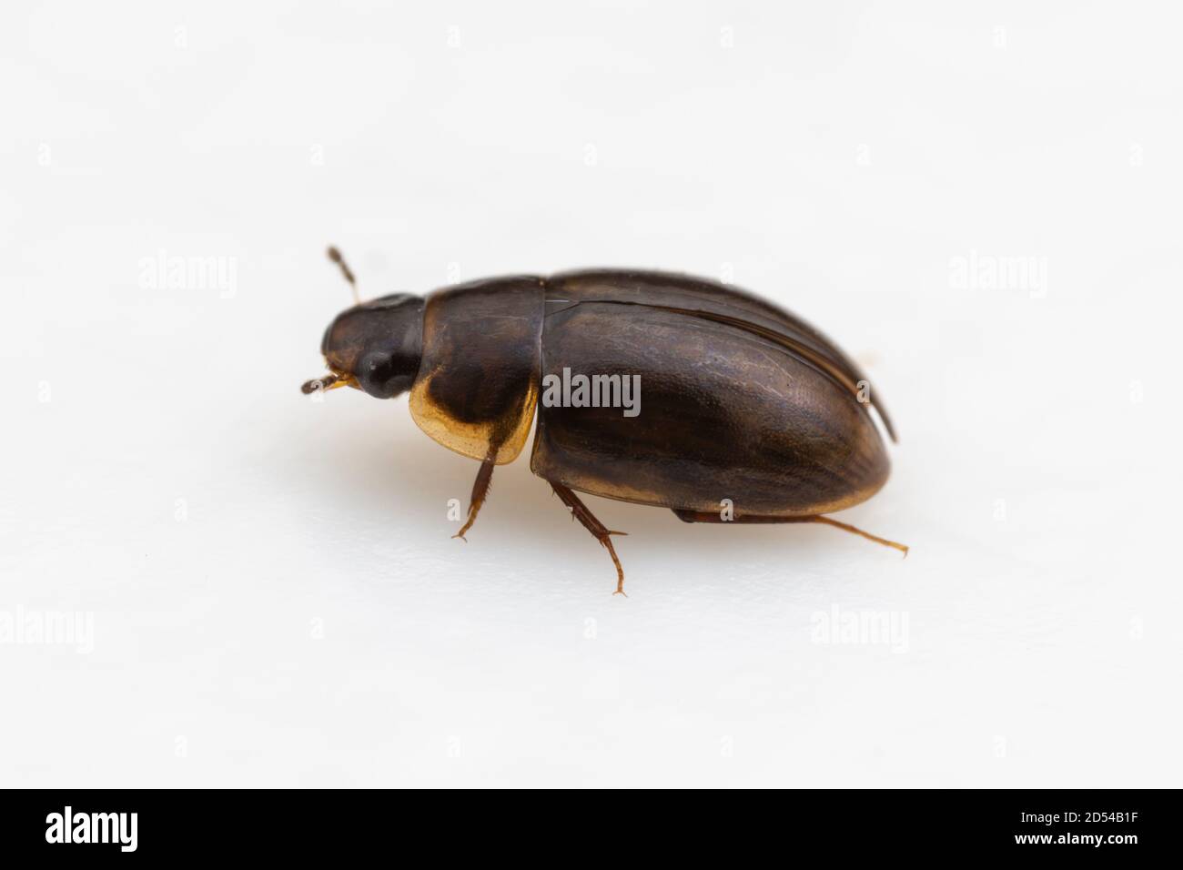 Water Scavenger Beetle (Enochrus sp.) isolated on white background ...