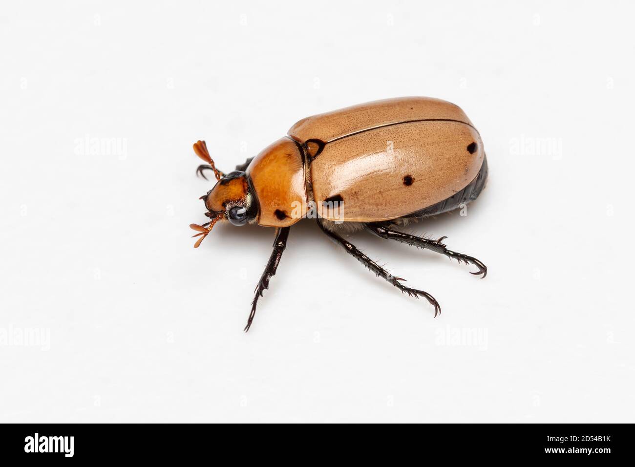 Grapevine Beetle (Pelidnota punctata) isolated on white background ...