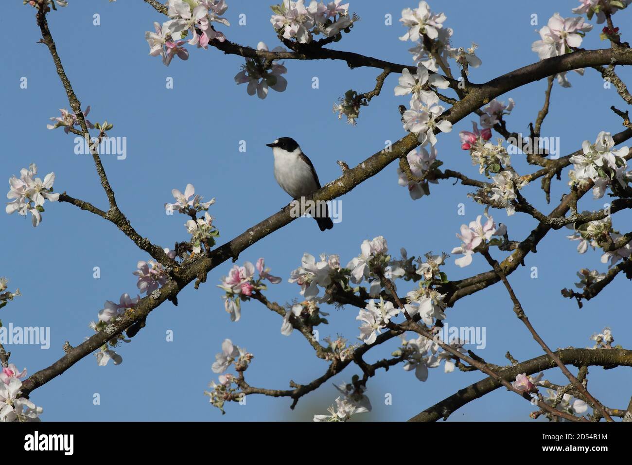 collared flycatcher (Ficedula albicollis) Germany Stock Photo - Alamy